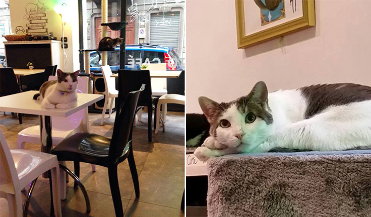 Cat Cafe Turin Italy Crazy Cat Café Milan Restaurant HappyCow